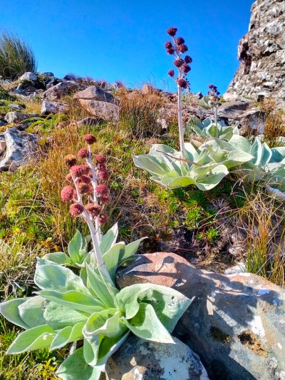 The megaherbs of Motu Maha Auckland Islands | Te Papa’s Blog