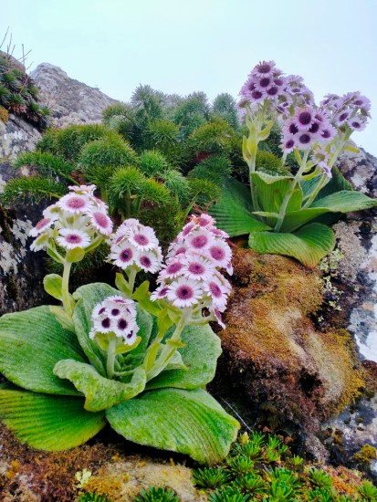 The megaherbs of Motu Maha Auckland Islands | Te Papa’s Blog