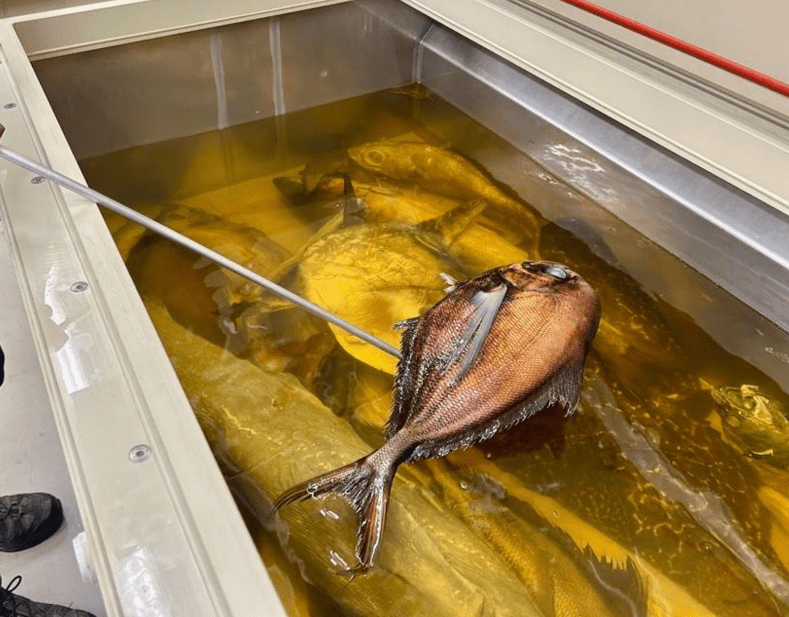 Eight clever inventions to avoid haddock havoc in the Fish Team | Te ...