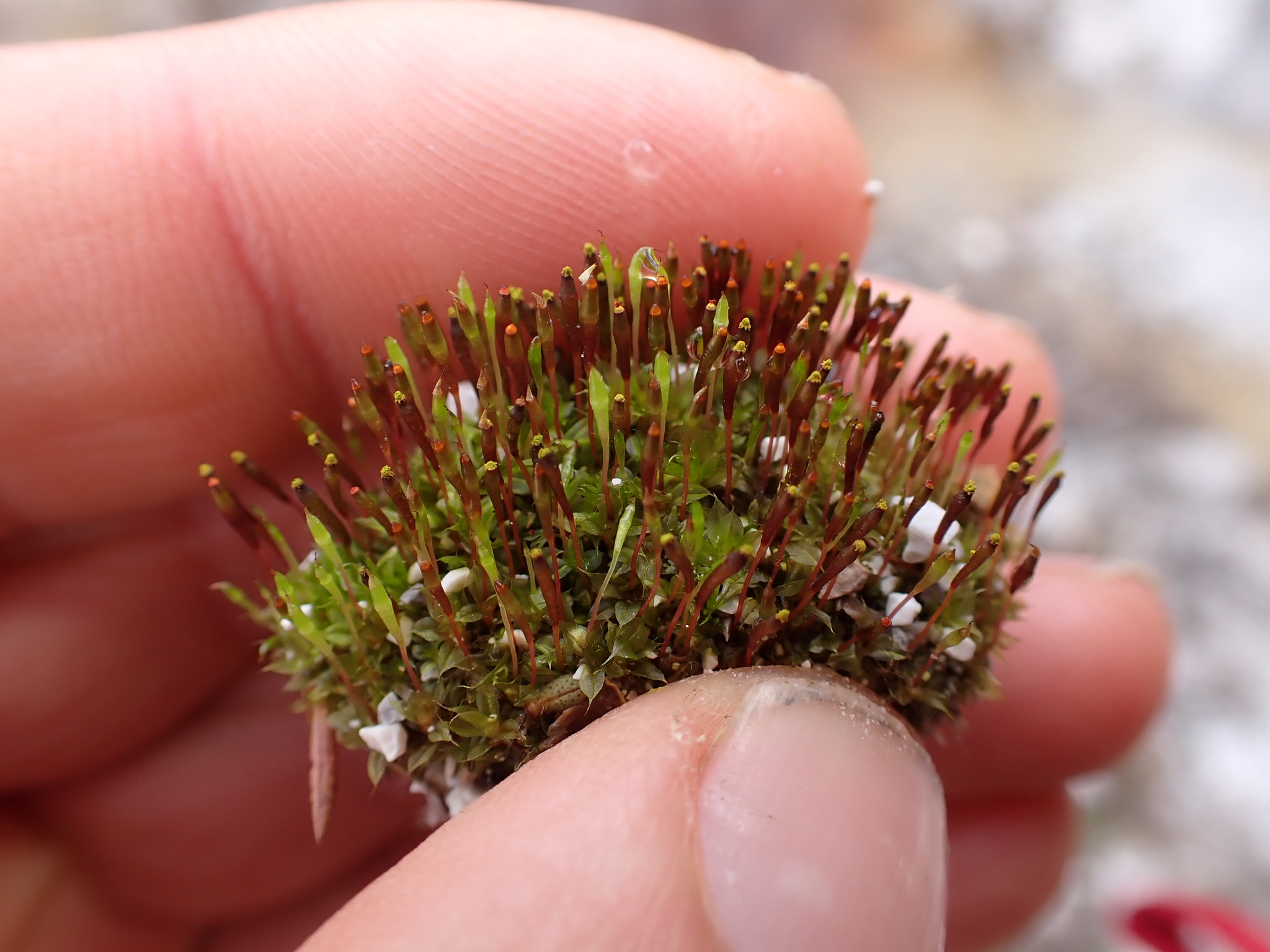 poop moss | Te Papa’s Blog