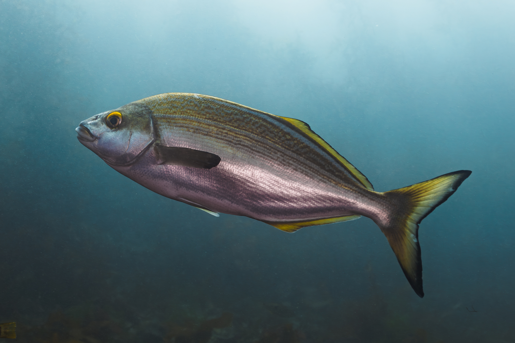 bastard trumpeter | Te Papa’s Blog