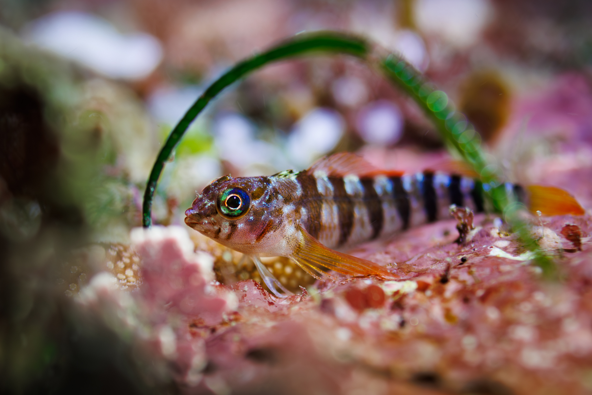 blue eyed | Te Papa’s Blog