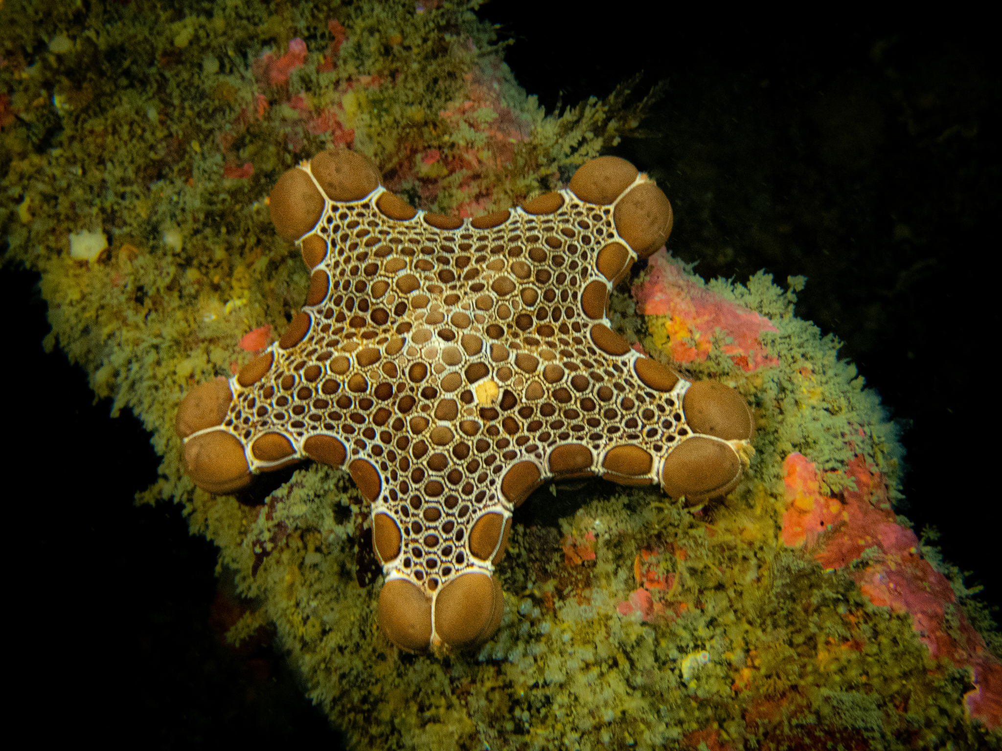 jewel star | Te Papa’s Blog