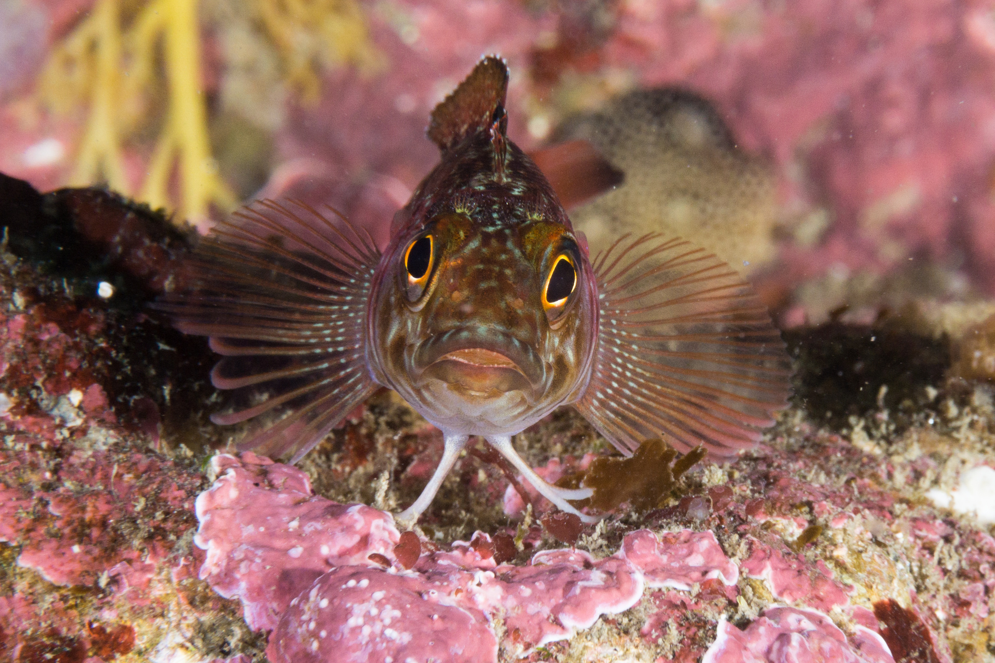 variable triplefin | Te Papa’s Blog