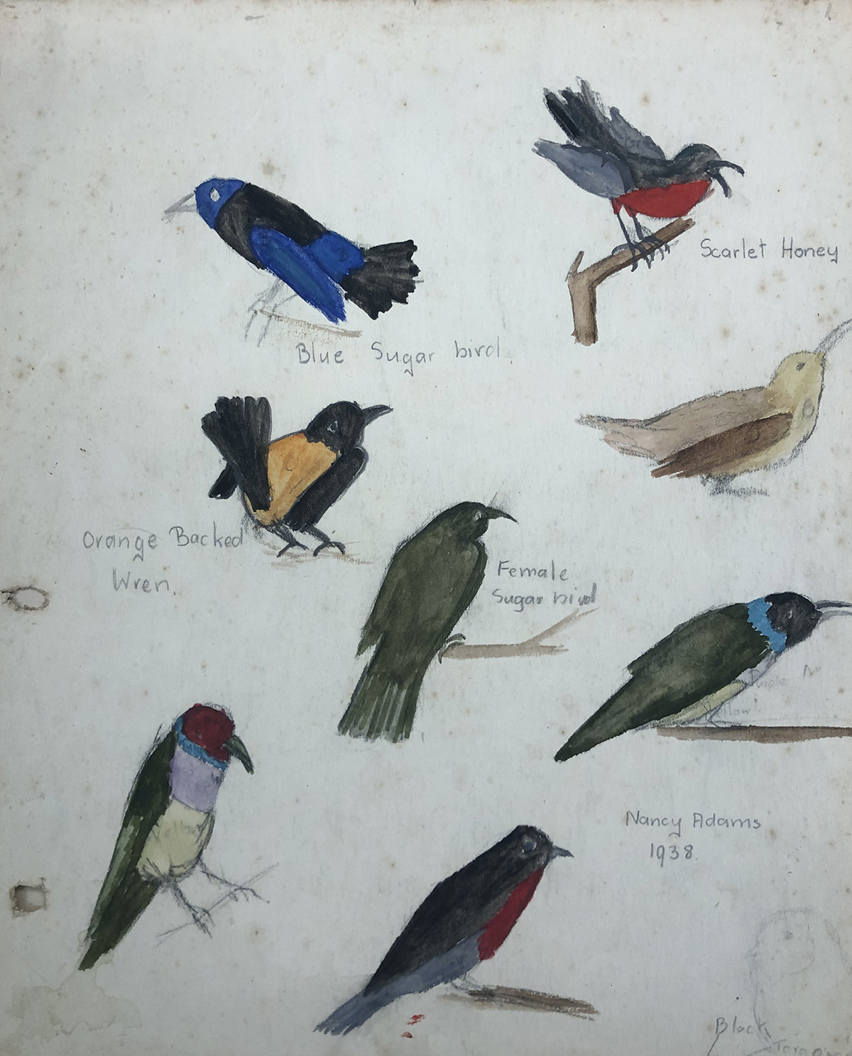 At Nancy Adams’ Desk: Juvenilia and wildflowers | Te Papa’s Blog