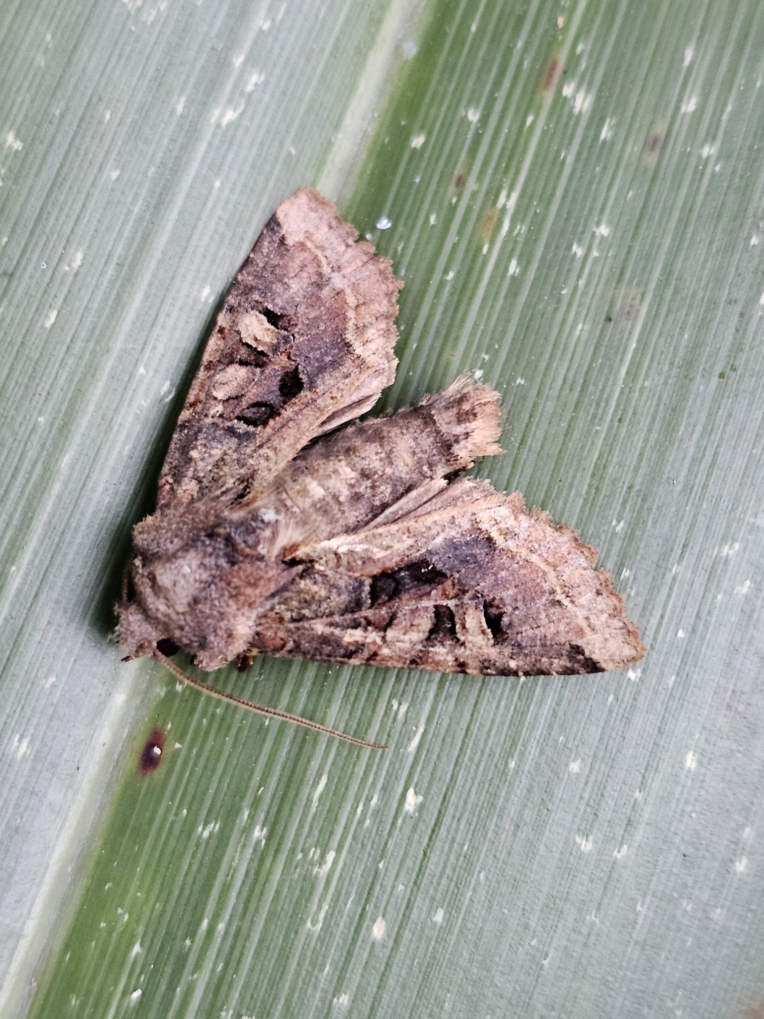 owlet moth | Te Papa’s Blog
