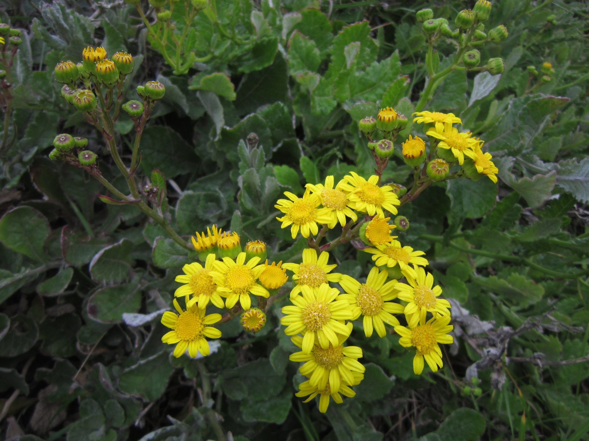 Senecio banksii | Te Papa’s Blog